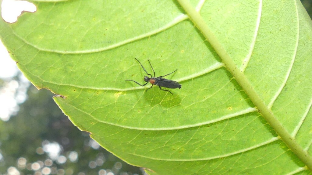 Lovebugs from Phansad Wildlife Sanctuary, Murud, Roha, Maharashtra ...