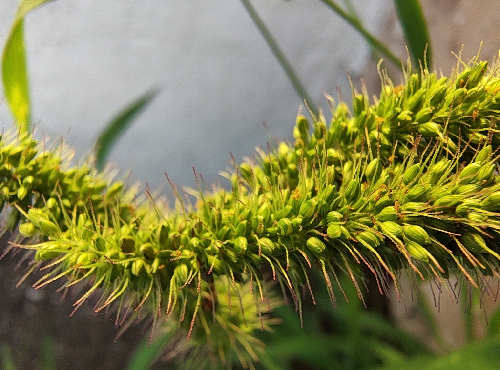 bur bristle grass from Praderas de la Hacienda, 38019 Celaya, Gto ...