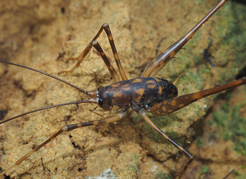 Pachyrhamma cavernae from Whakatāne, New Zealand on September 20, 2024 ...