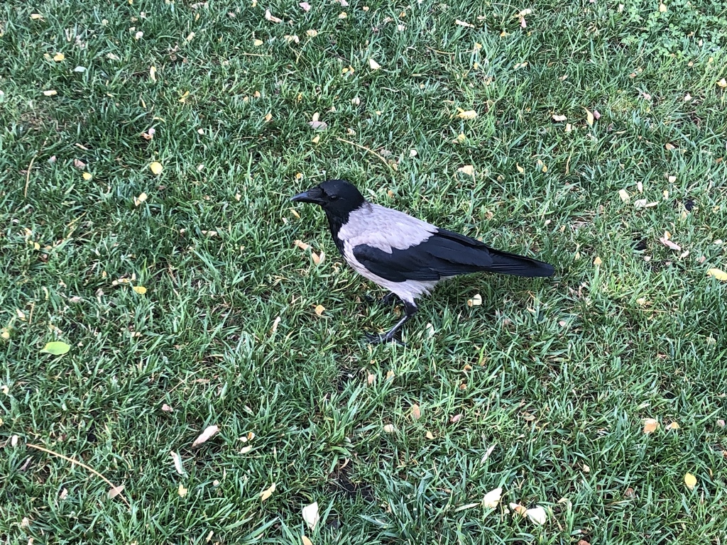 Hooded Crow from At Meydanı Caddesi 17/C–19/A, Fatih, Istanbul, TR on ...