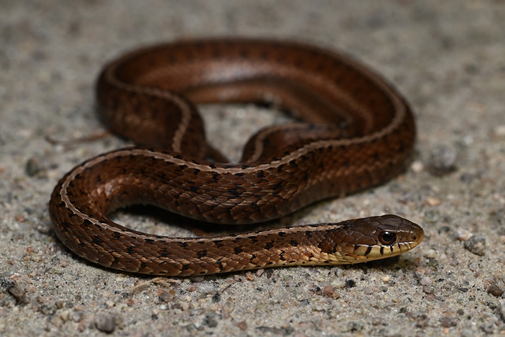 Common Garter Snake (Thamnophis sirtalis) - Snakes and Lizards