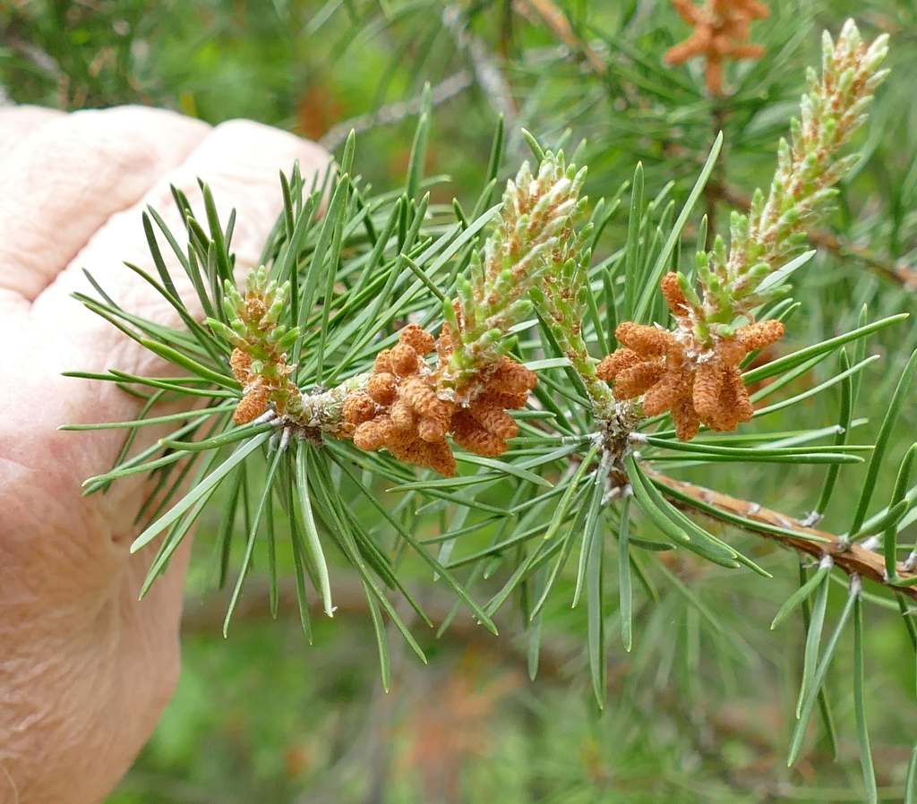 Jack pine from Crawford County, MI, USA on June 14, 2019 at 01:20 PM by ...