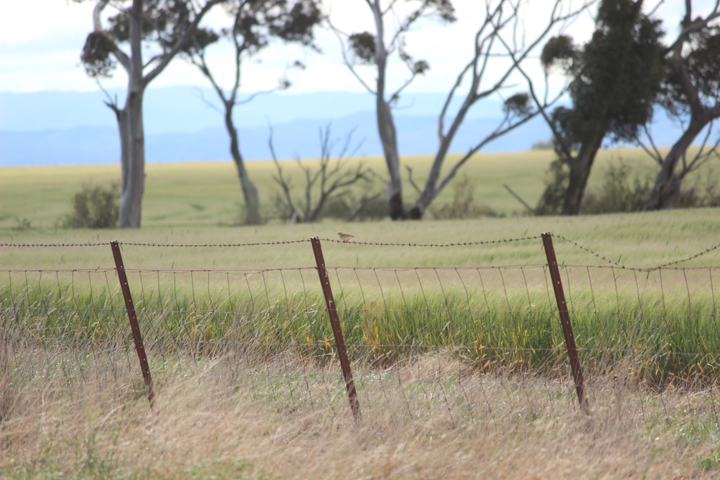 Australian Pipit from Balliang VIC 3340, Australia on September 22 ...