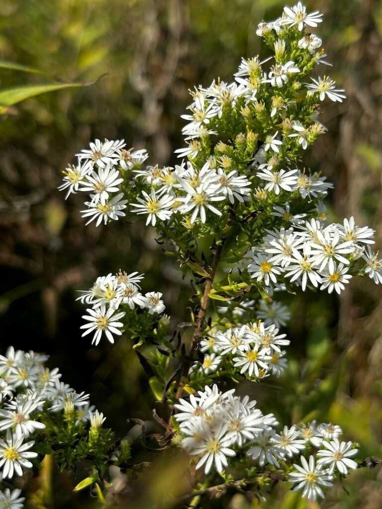 American asters (Common Fall Plants of Eastern Iowa) · iNaturalist