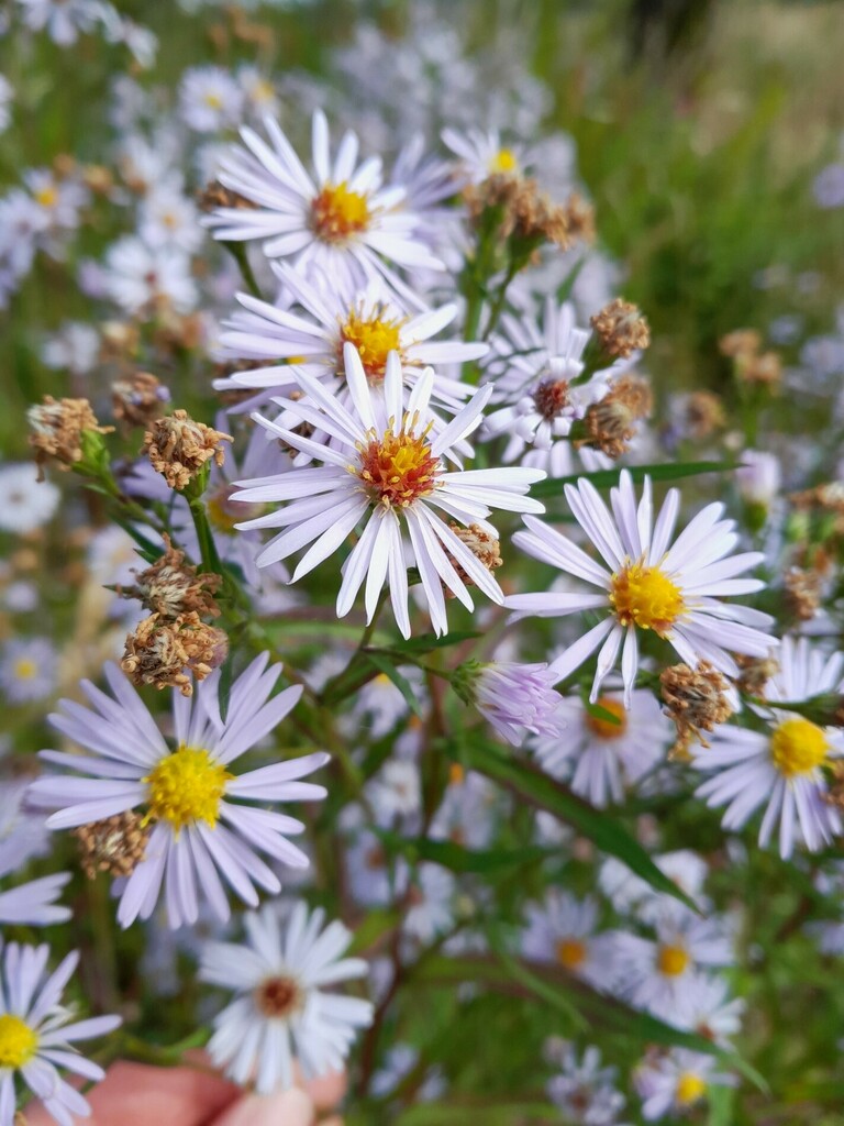 American asters (Common Fall Plants of Eastern Iowa) · iNaturalist