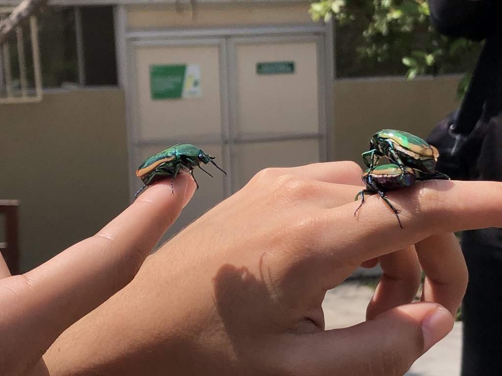 Mayate esmeralda desde Ensenada, B.C., MX el 31 de agosto de 2024 a las ...