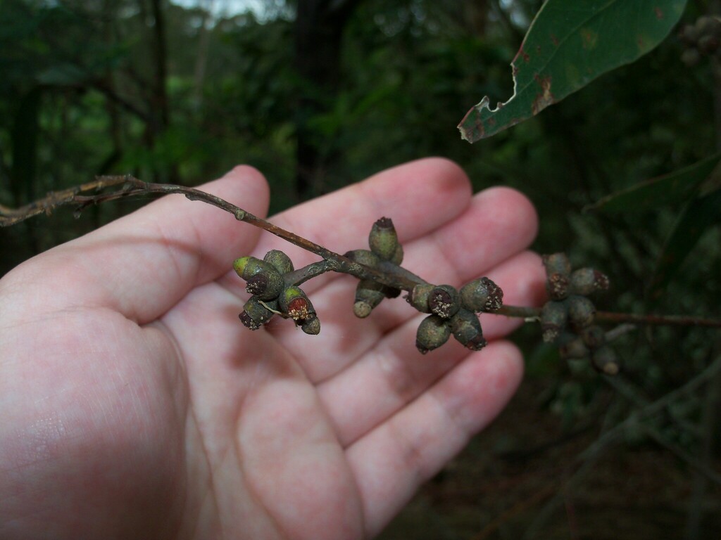 Long-leaved Box from Dandenong Creek, VIC, Australia on September 21 ...