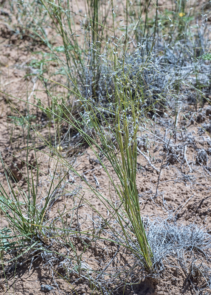Sand Ricegrass from Wayne County, UT, USA on June 23, 2019 at 10:51 AM ...