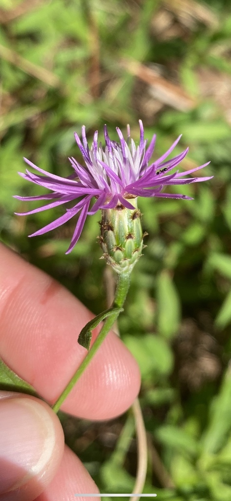 Tyrol knapweed from Box Tree Dr, Machipongo, VA, US on September 21 ...