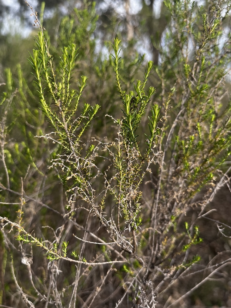 Sifton Bush from Colin Officer Flora Reserve, Broadford, VIC, AU on ...