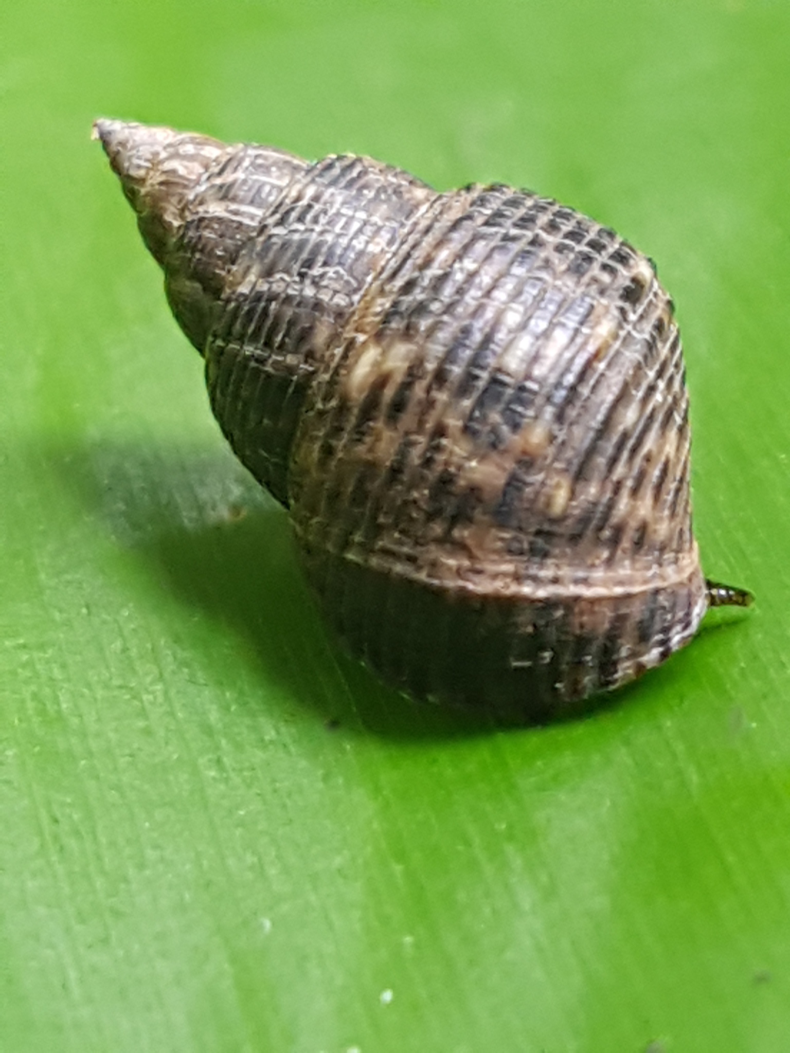 Littoraria scabra (Linnaeus, 1758)