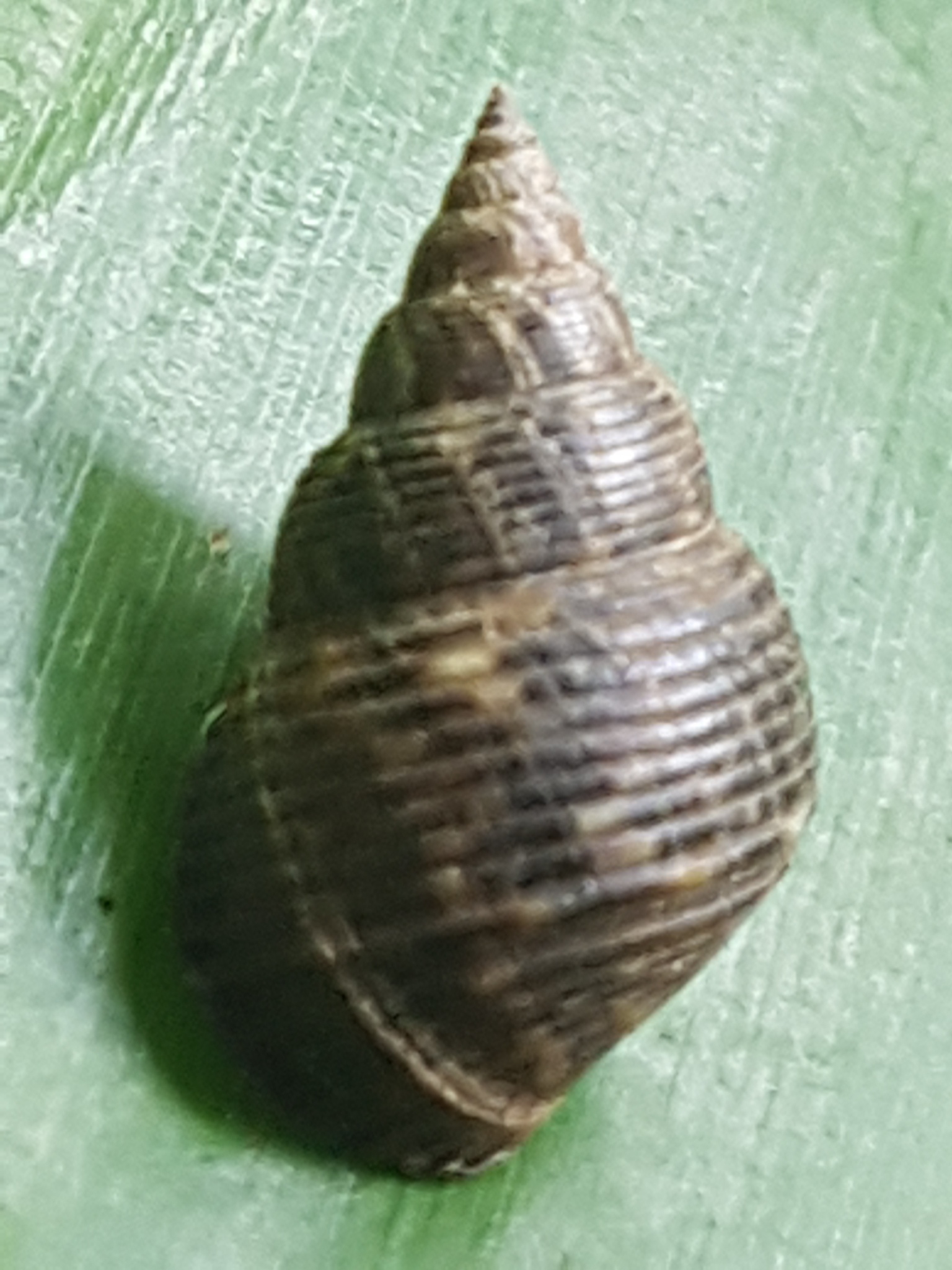 Littoraria scabra (Linnaeus, 1758)