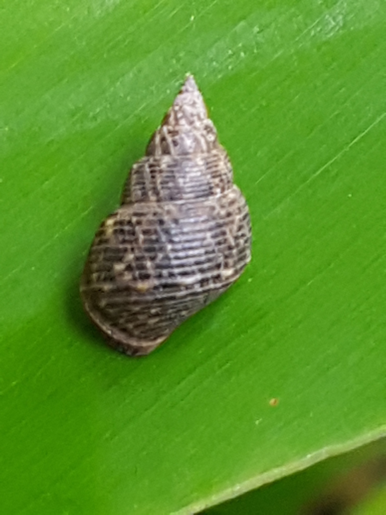 Littoraria scabra (Linnaeus, 1758)