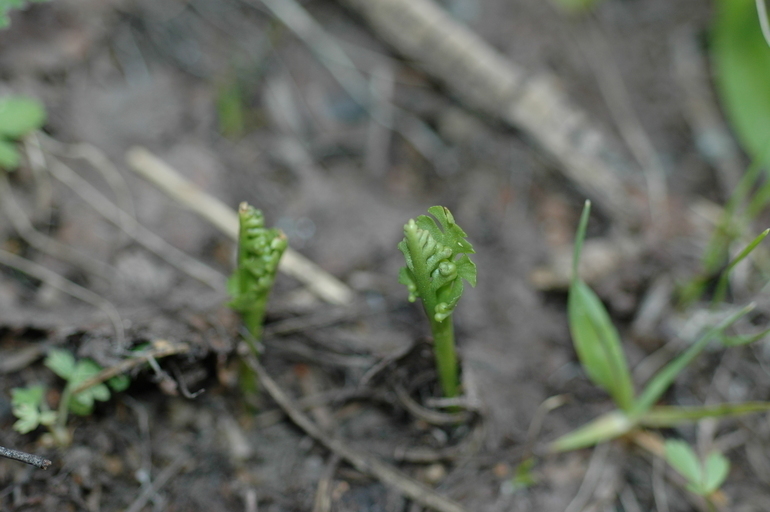 upswept moonwort (Wolf Creek BioBlitz) · iNaturalist