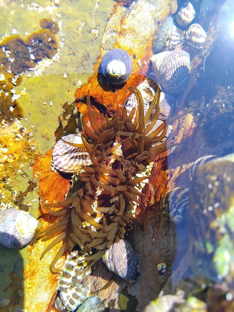 Green snakelock anemone from Sydney NSW, Australia on September 17 ...