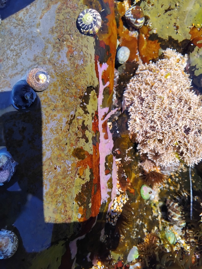 Sponges from Sydney NSW, Australia on September 17, 2024 at 01:22 PM by ...