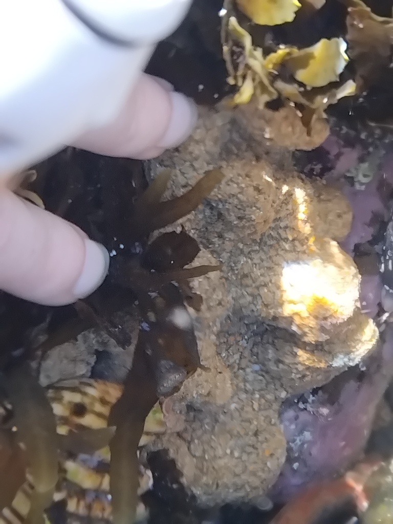 Sponges from Sydney NSW, Australia on September 17, 2024 at 01:41 PM by ...