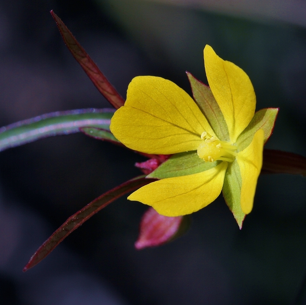 Longleaf Primrose-willow (Ludwigia longifolia) - Botanical Realm