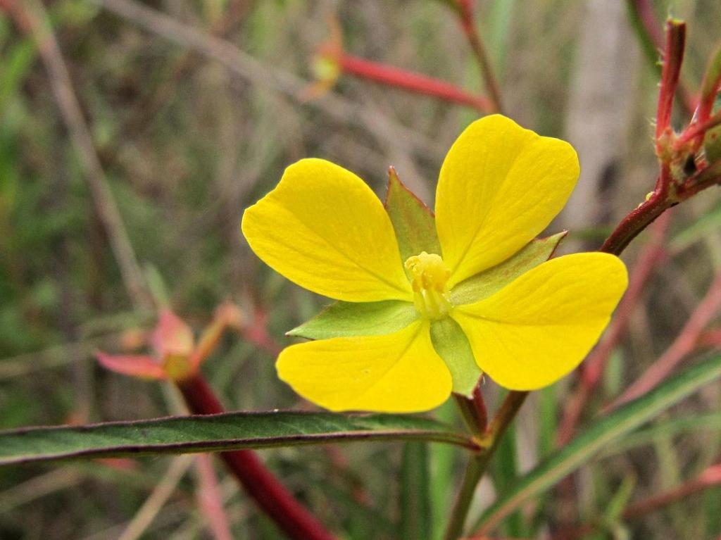 Longleaf Primrose-willow (Ludwigia longifolia) - Botanical Realm