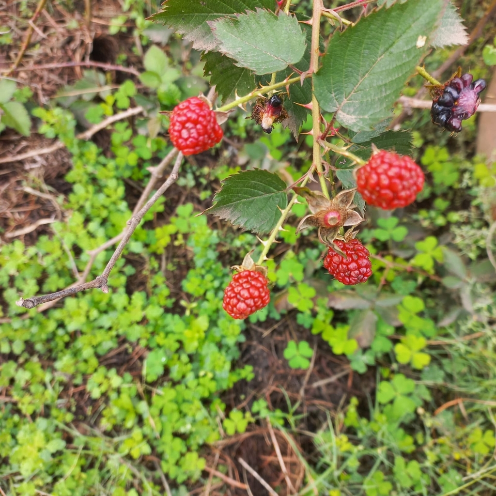 Andean Raspberry from Peacevale, Outer West Durban, 3624, South Africa ...