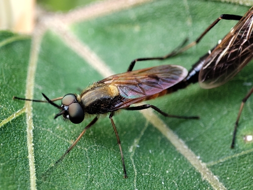 Euphycus beybienkoi · iNaturalist