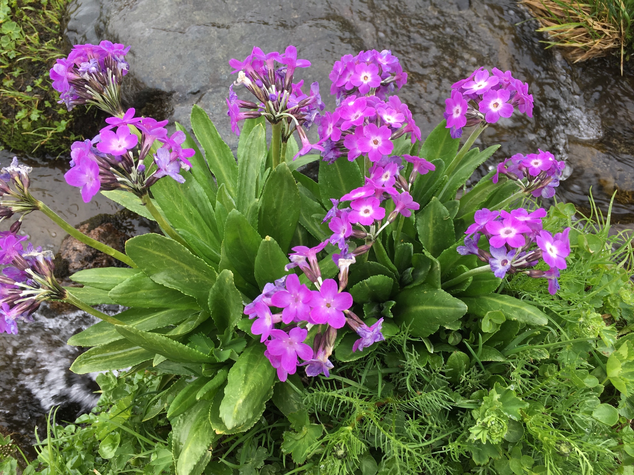 Primula longipes Freyn & Sint.