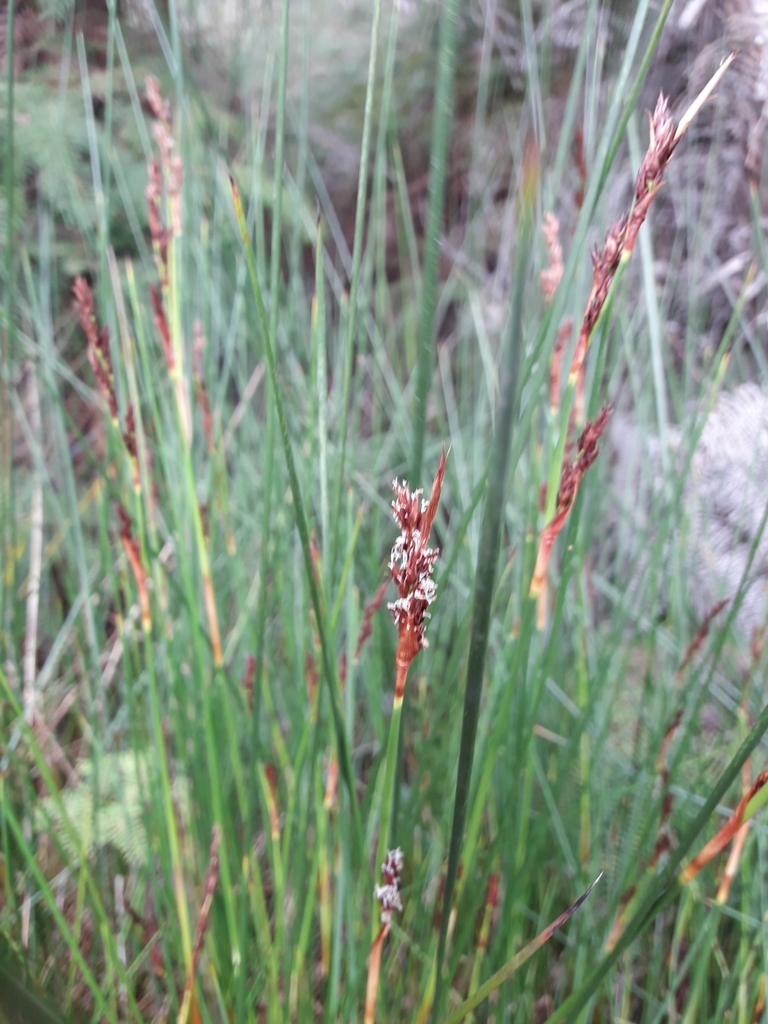 Common Twig Rush from Aotea Conservation Park, NZ-AU-AL, NZ-AU, NZ on ...