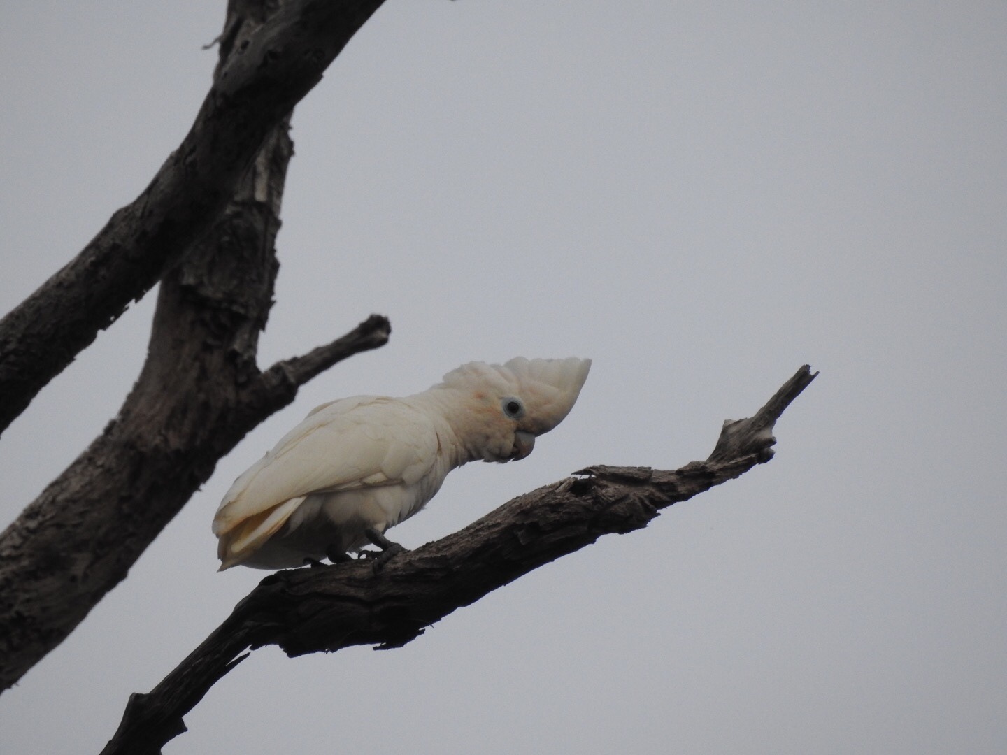 Cacatua ducorpsii Pucheran, 1853