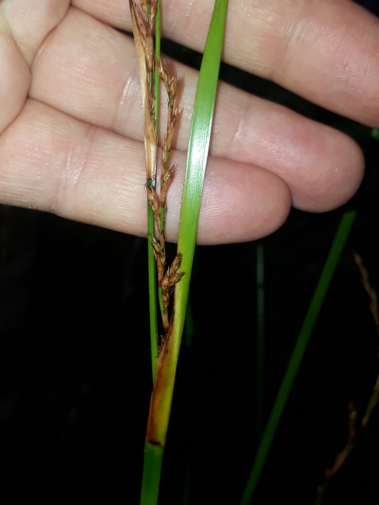 variable sword-sedge from Auckland, NZ-AU, NZ on June 29, 2019 at 04:23 ...
