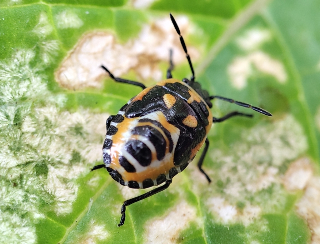 Painted bug from Beijing, Beijing, CN on September 18, 2024 at 10:42 AM ...