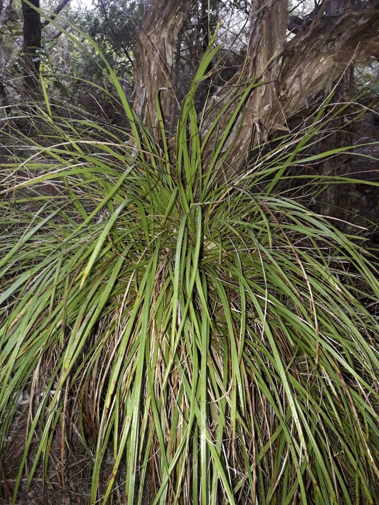 dwarf cabbage tree from Great Barrier Island, New Zealand on June 29 ...