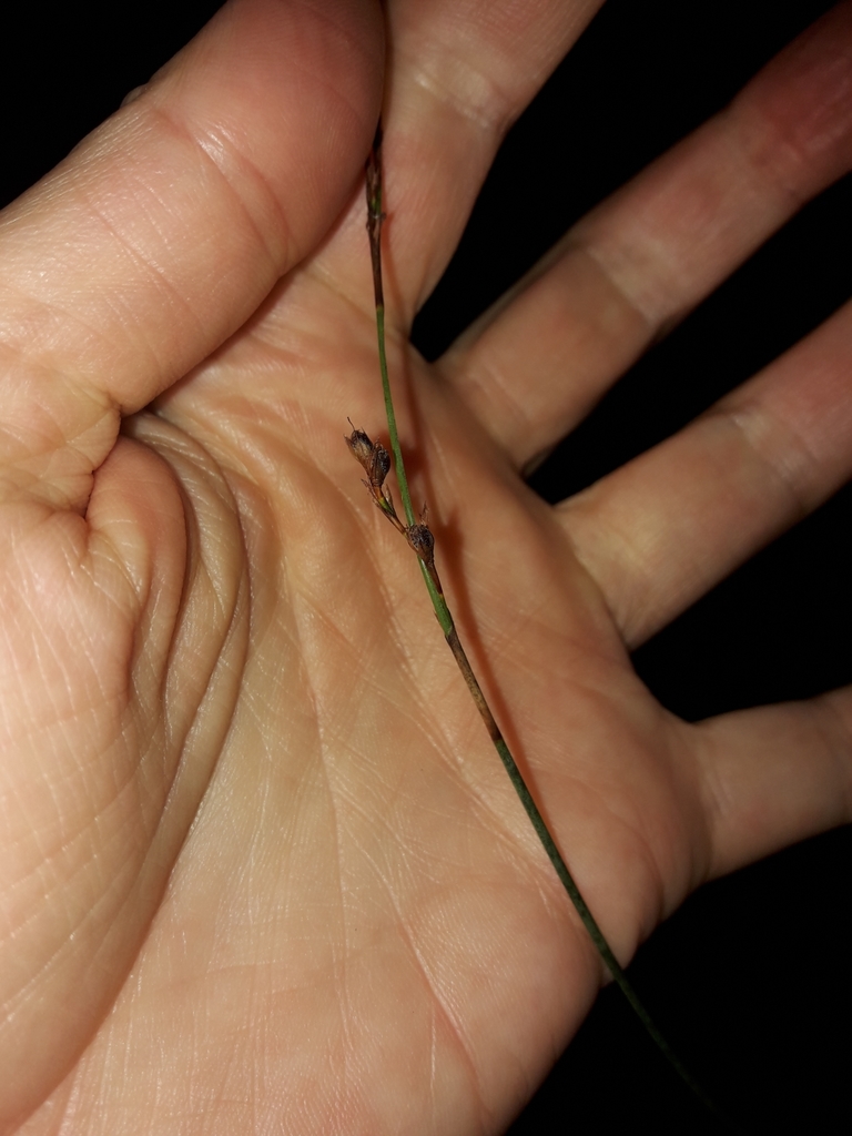 Tussock Swamp Twig Rush from Great Barrier Island, New Zealand on June ...