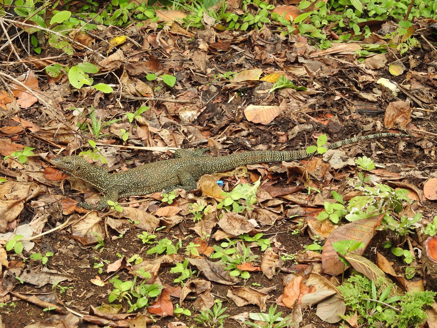 Varanus indicus (Daudin, 1802)