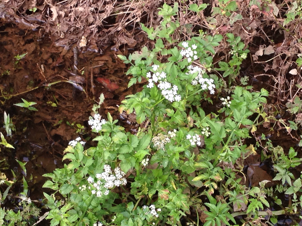Java water-dropwort from 염의서원길 117-9, 군산시, 전라북도, KR on July 24, 2016 at ...