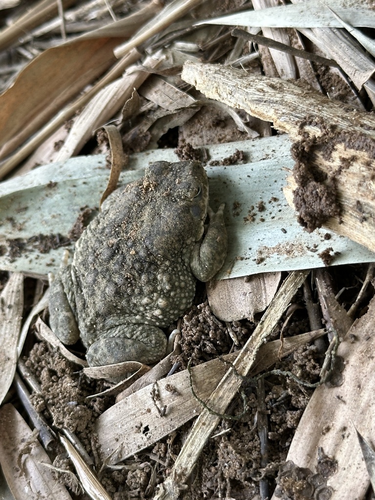 Indus Valley Toad from Gulbai Tekra, Ahmedabad, GJ, IN on September 18 ...