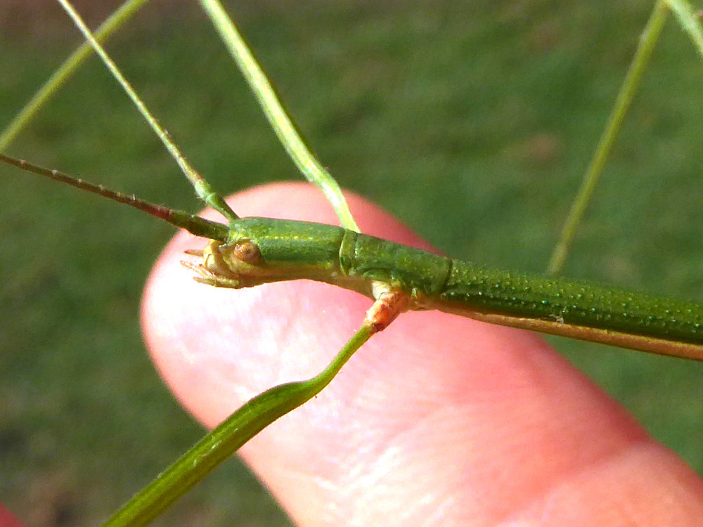 Stick Insects from Vinegar Hill QLD 4343, Australia on April 3, 2016 at ...