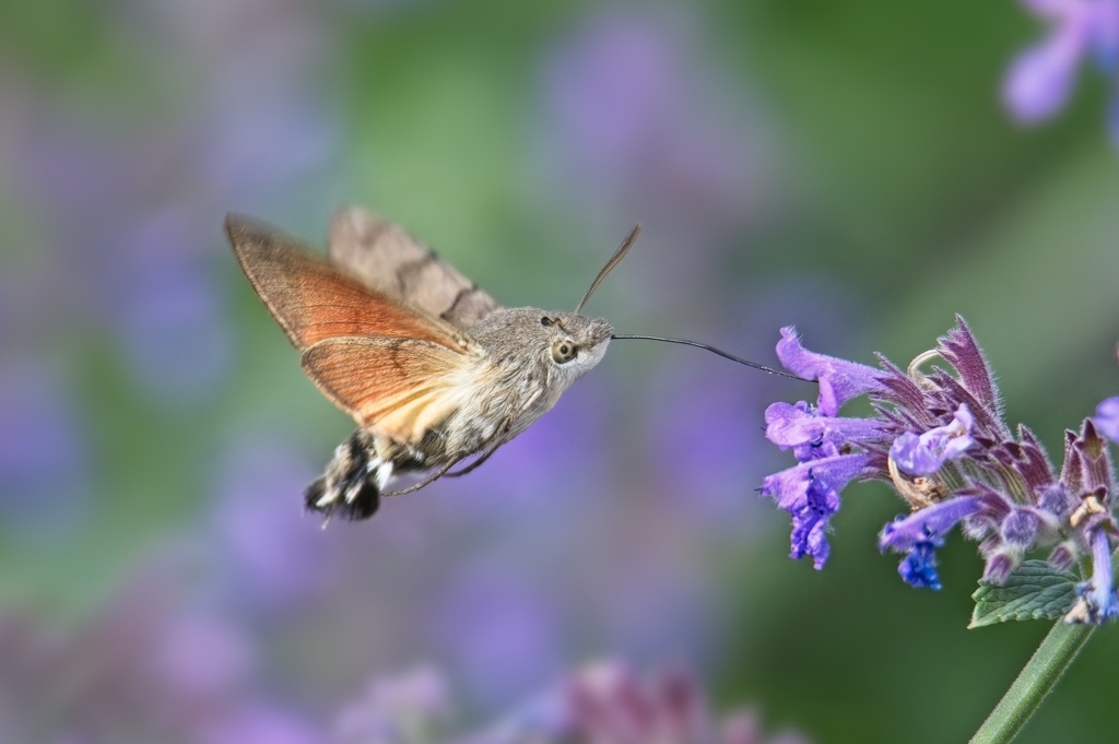 Eurasian Hummingbird Hawkmoth from Botanical garden, Timiryazev St 36Д ...