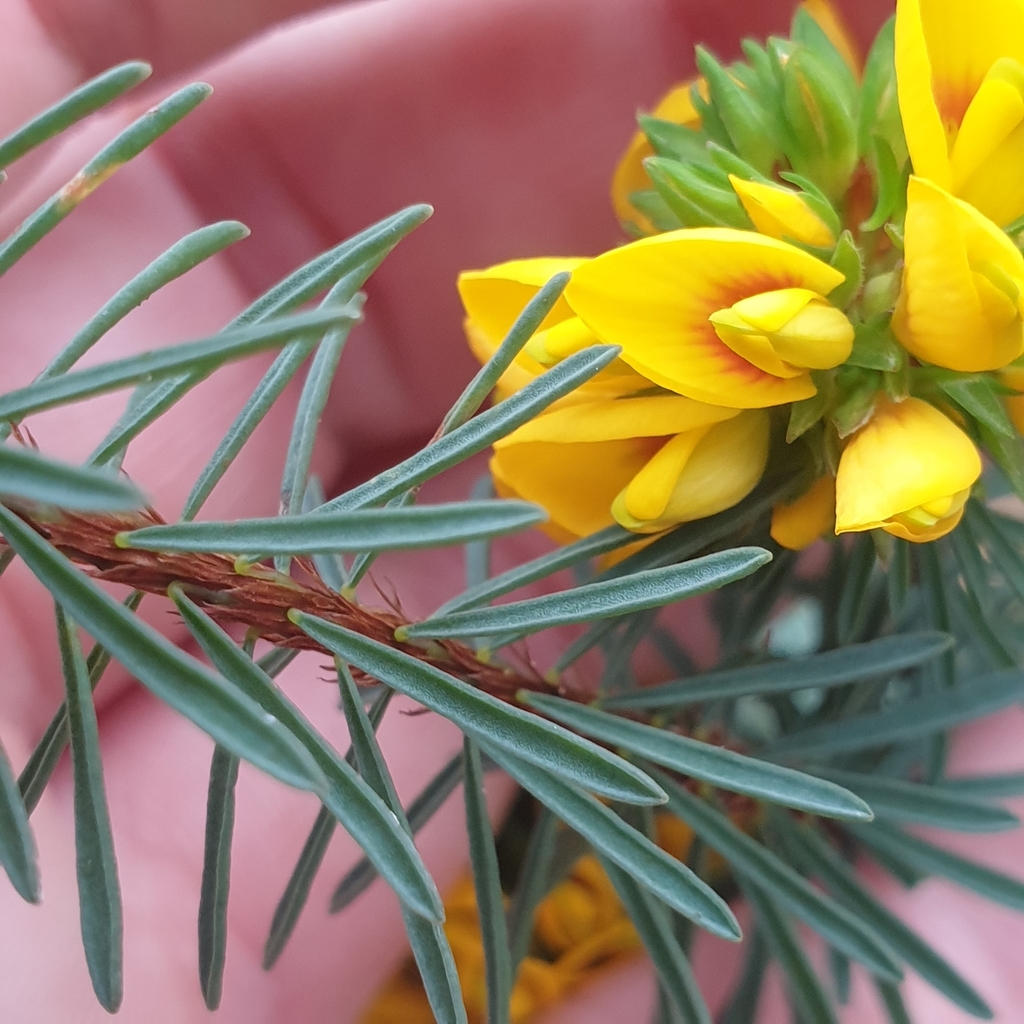 swamp bush-pea from Gembrook VIC 3783, Australia on September 22, 2024 ...