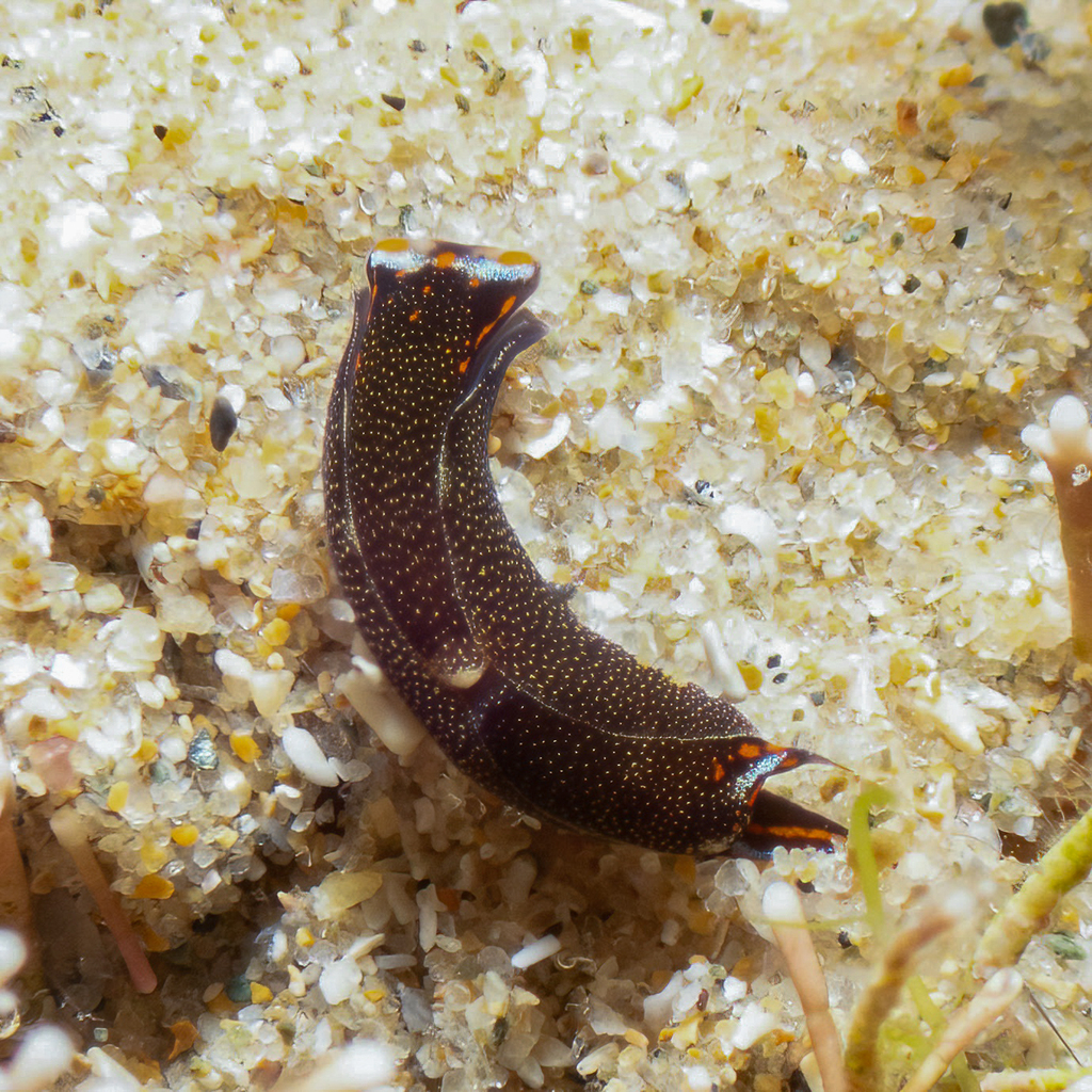 White-speckled Headshield Slug from Woolgoolga, New South Wales ...