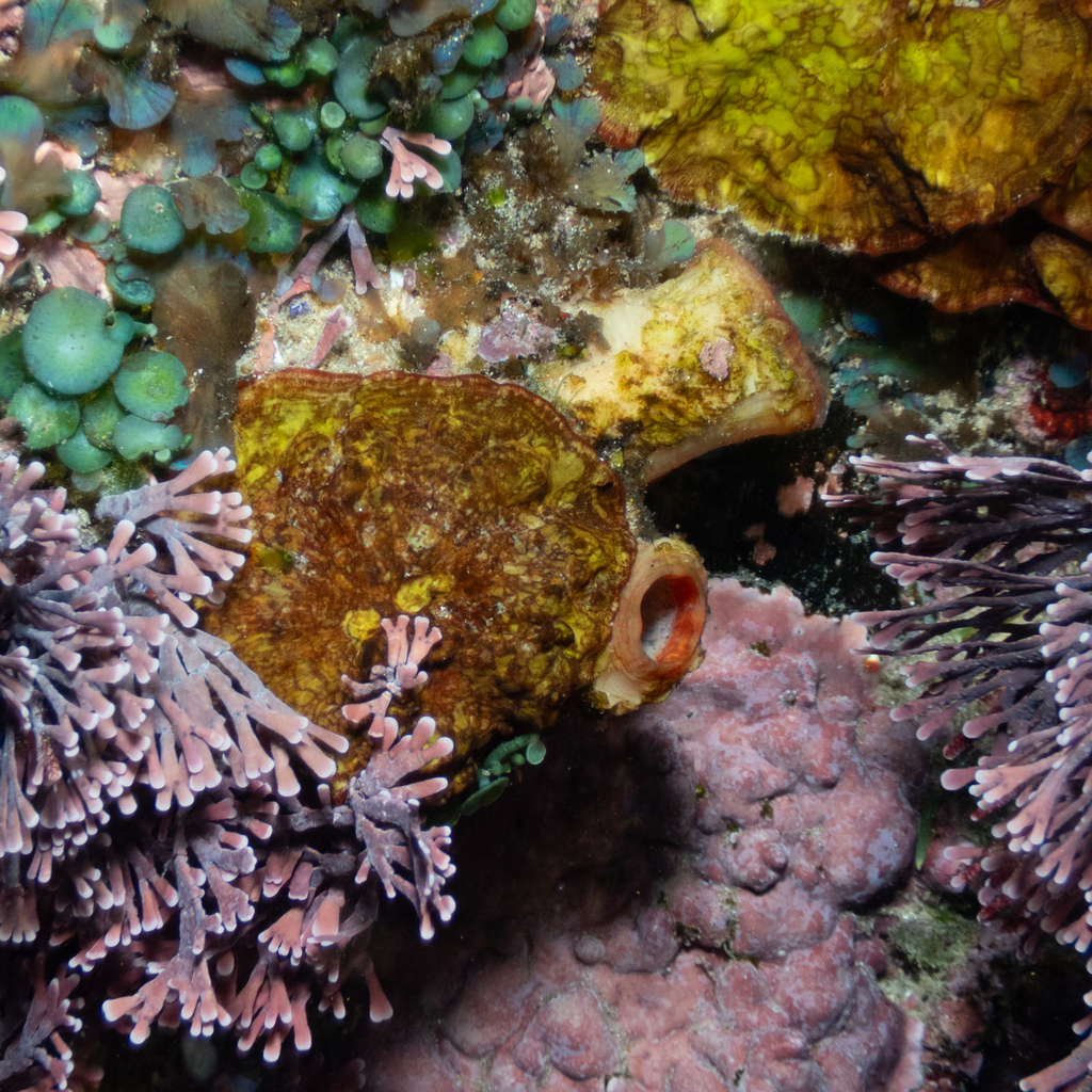 Red-throated ascidian from Woolgoolga, New South Wales, Australia on ...
