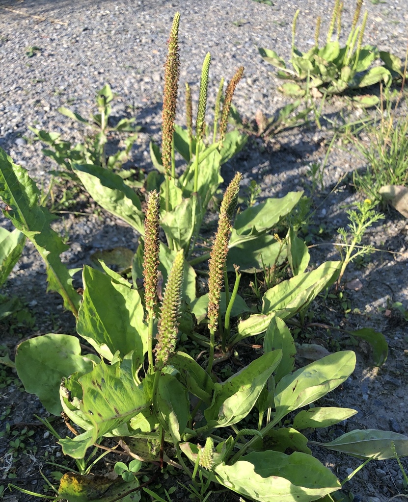 greater plantain from Vestbygdvegen, Stange, Hedmark, NO on June 28 ...