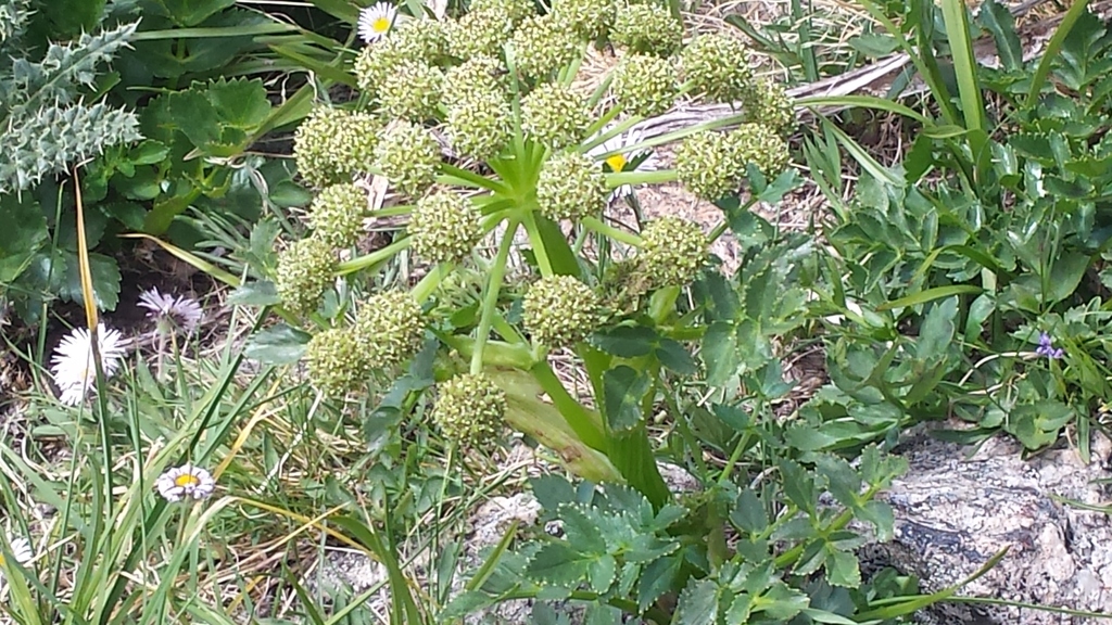 Giant angelica (Plants of Mueller State Park) · iNaturalist
