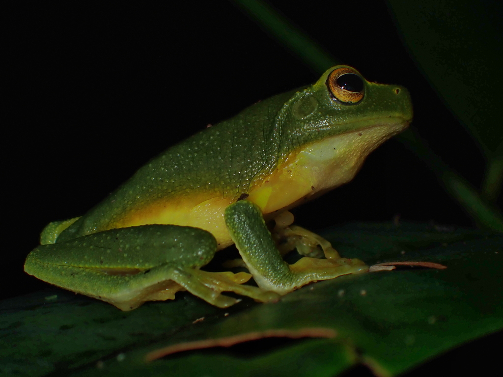Graceful Tree Frog from Lamb Range QLD 4870, Australia on September 20 ...