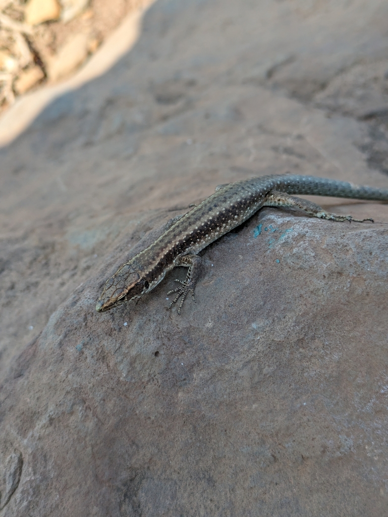 Madeira Lizard from Caniçal, Portugal on September 22, 2024 at 12:06 PM ...