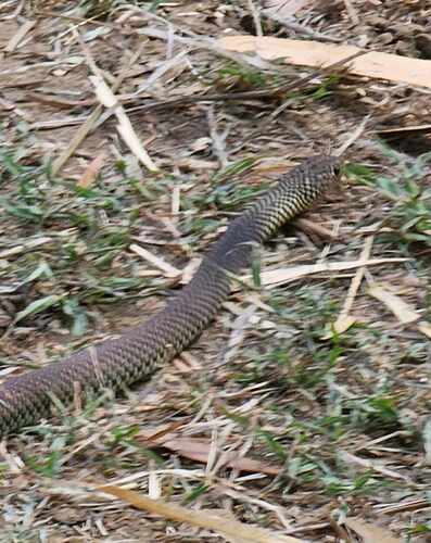 Lesser Black Whipsnake (Demansia vestigiata) - Snakes and Lizards