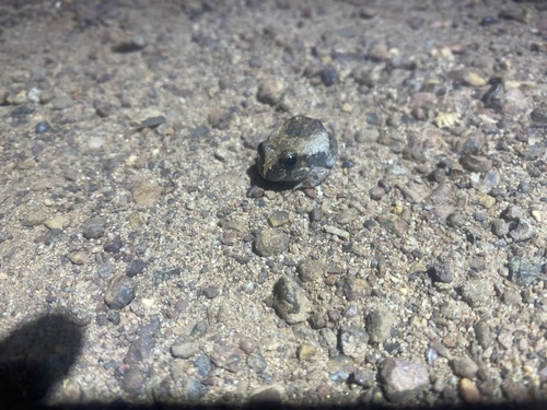 sam_amini's Identifications · iNaturalist