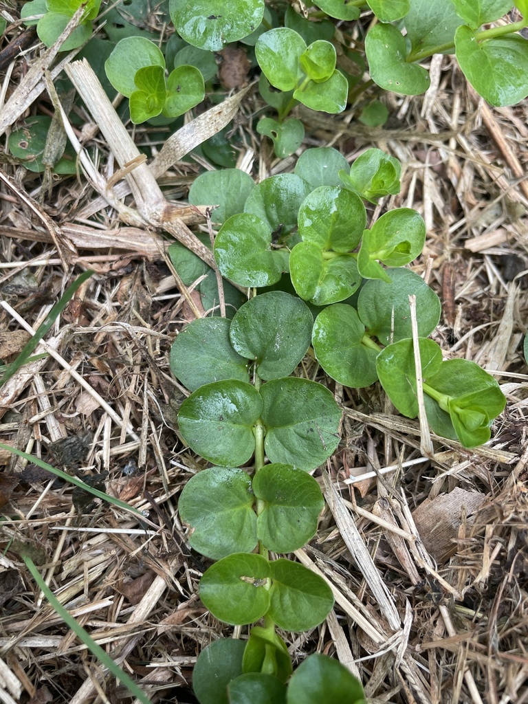 creeping Jenny from Newtown, PA, US on September 22, 2024 at 08:39 AM ...