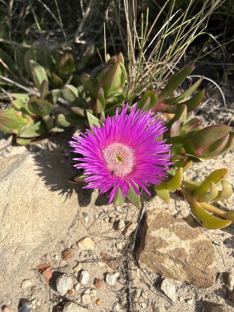 Sally-my-handsome from Overstrand, Greater Hermanus, WC, ZA on ...