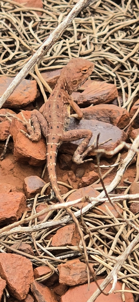 Western Ring-tailed Dragon from Karijini WA 6751, Australia on ...