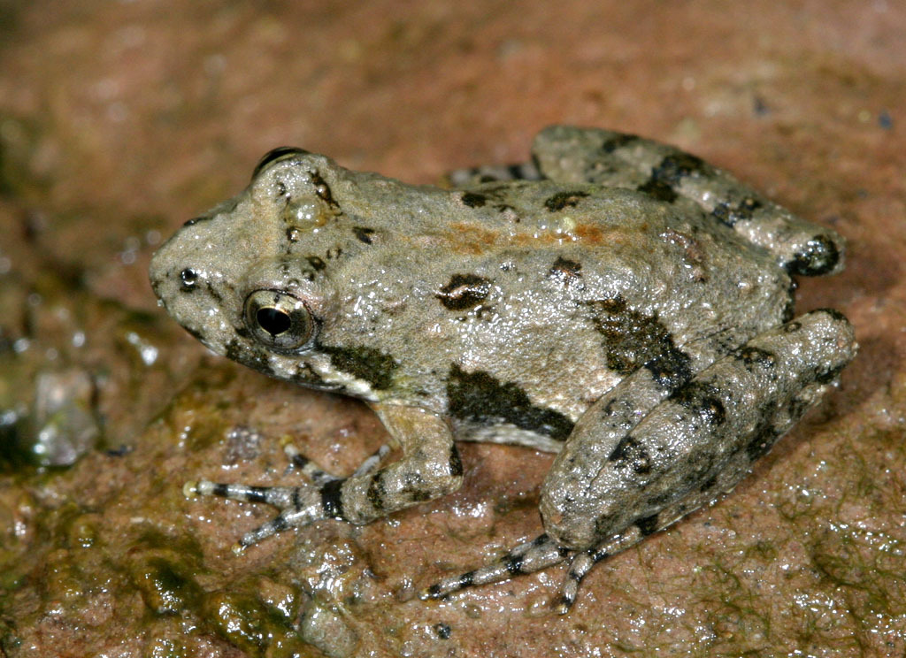 Southern Cricket Frog (Acris gryllus) (Wildlife of the United States ...